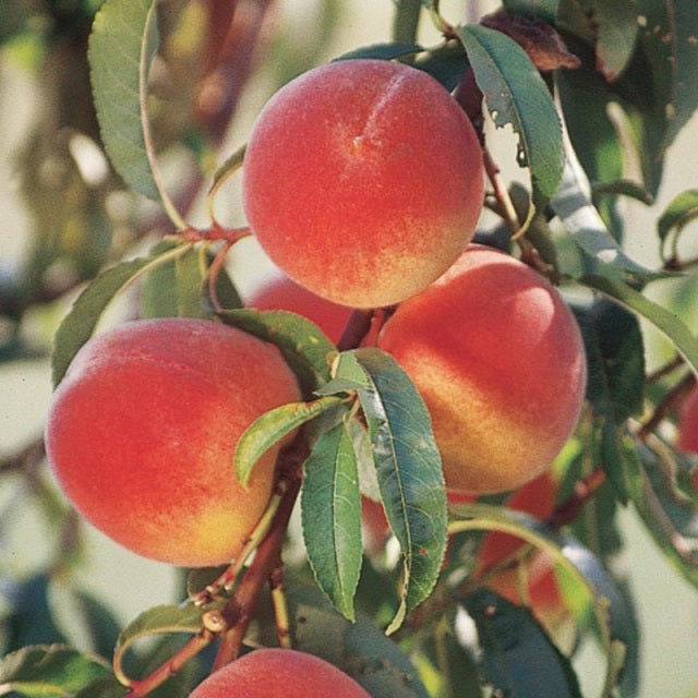 Fruit Trees | Cache Valley Nursery